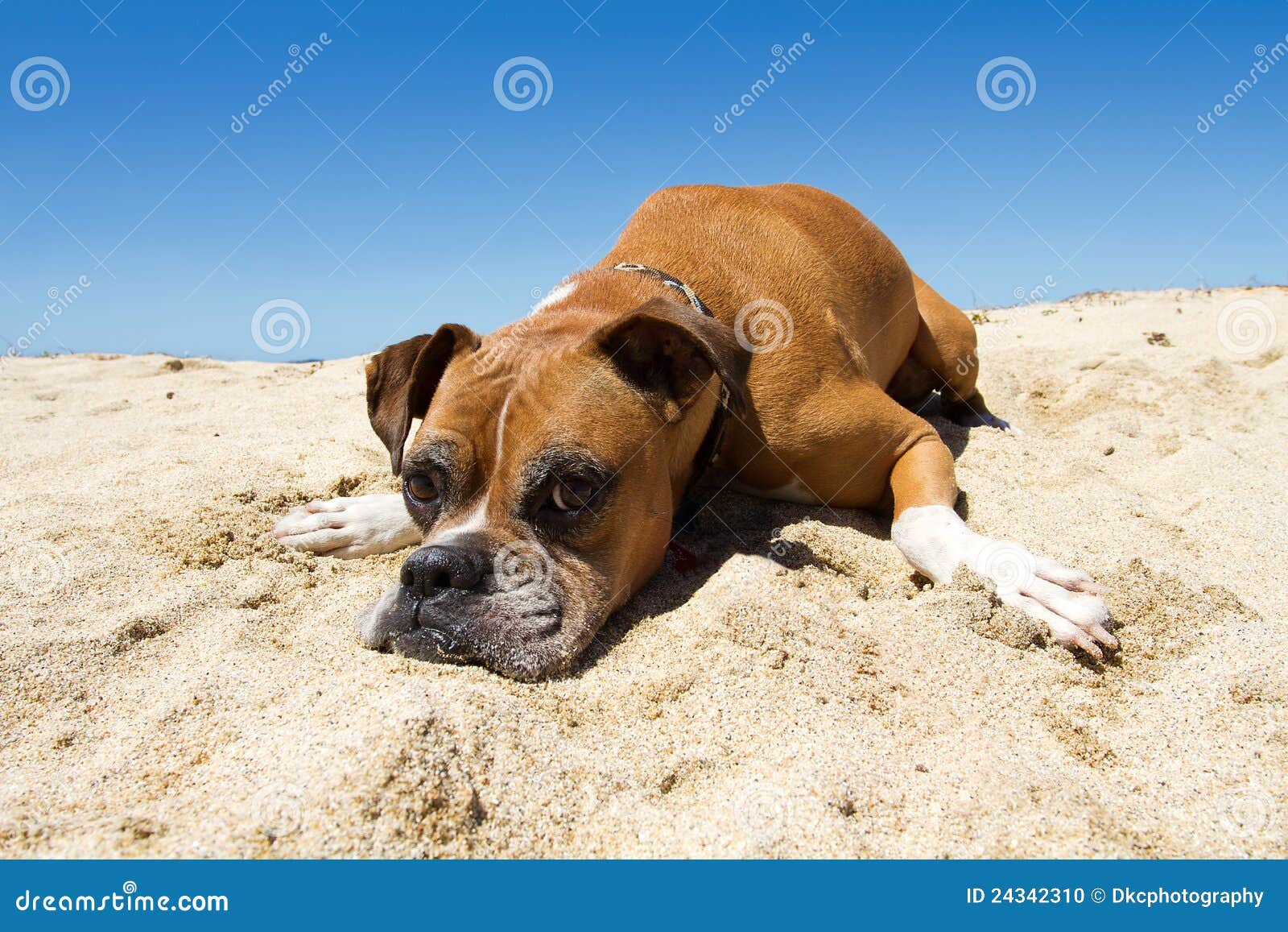 Older Boxer Dog Beach stock photo. Image of sand, beach - 24342310