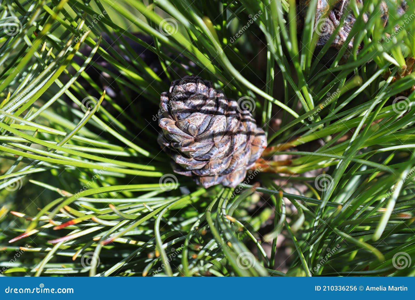 An Older but Closed Pine Cone on a Branch Stock Photo - Image of canada ...