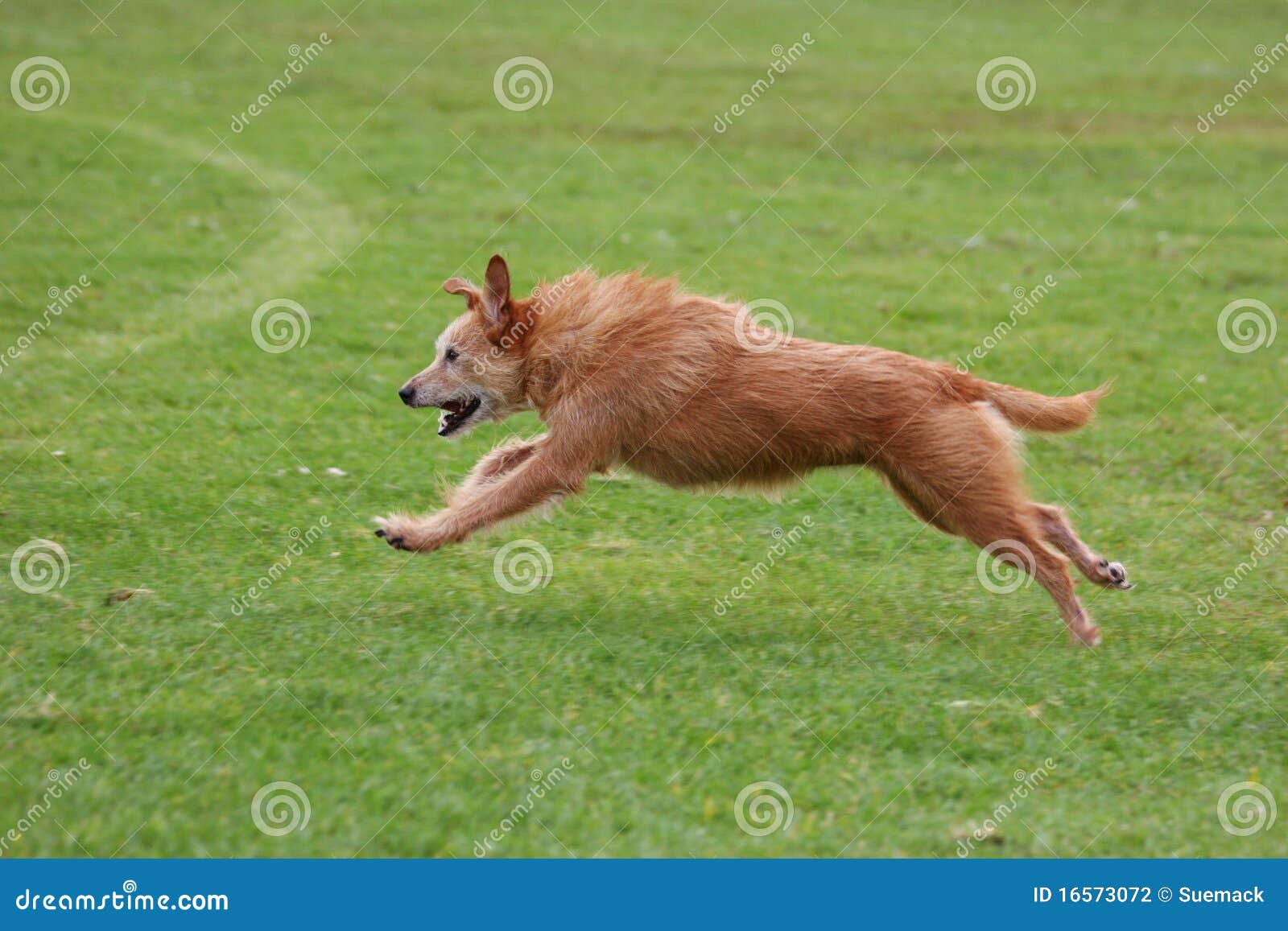 Older dog running stock photo. Image of happy, healthy - 16573072