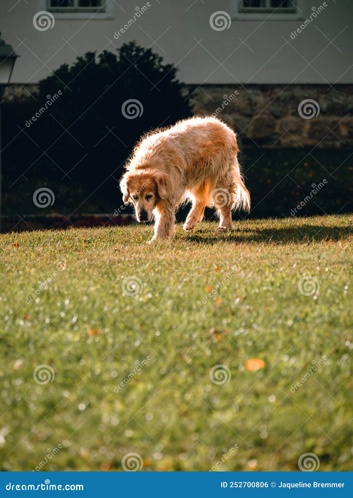 An Older Dog is Walking the Park Stock Photo - Image of retriever ...