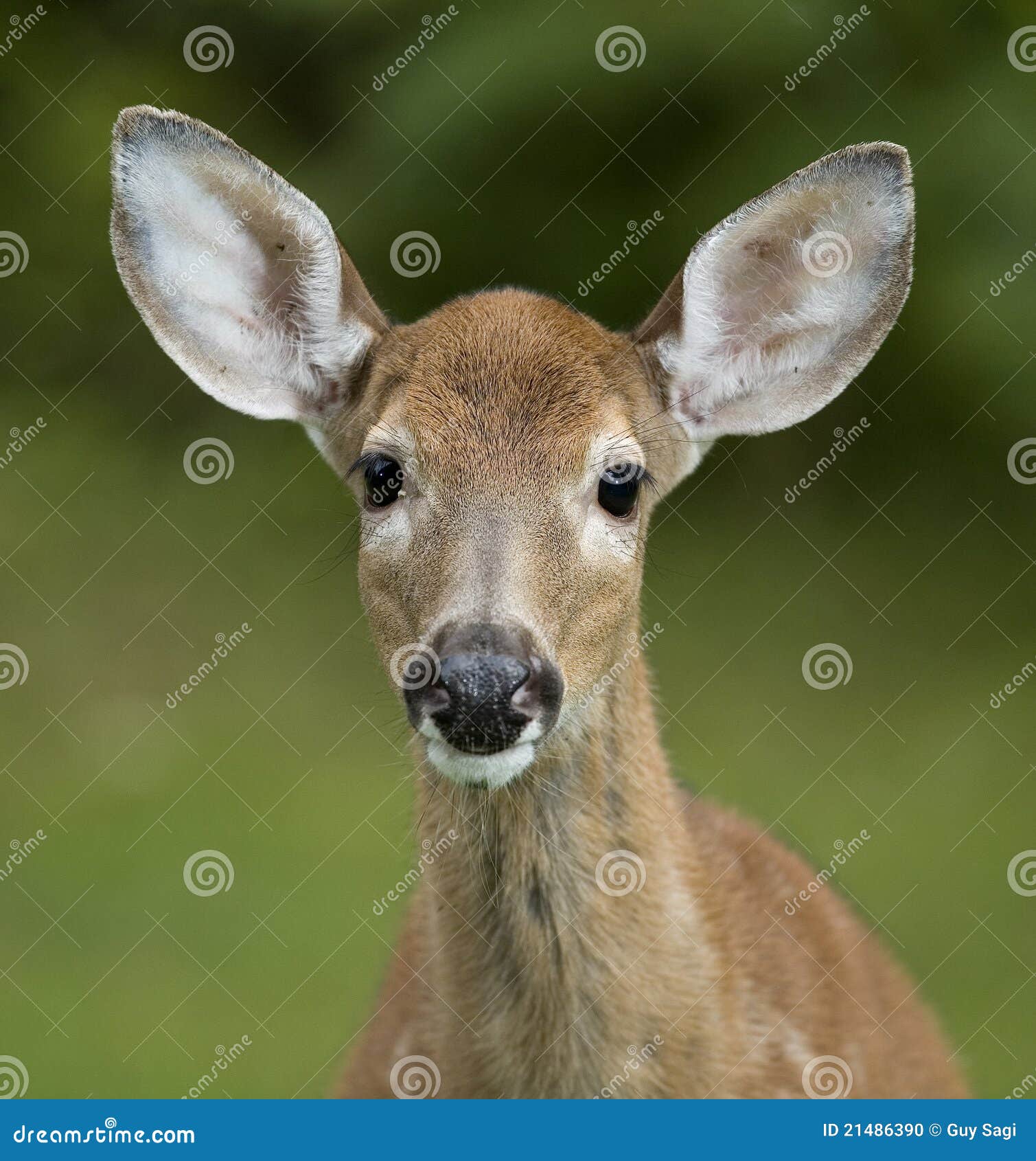 Older fawn stock photo. Image of ears, wild, animal, mammal - 21486390