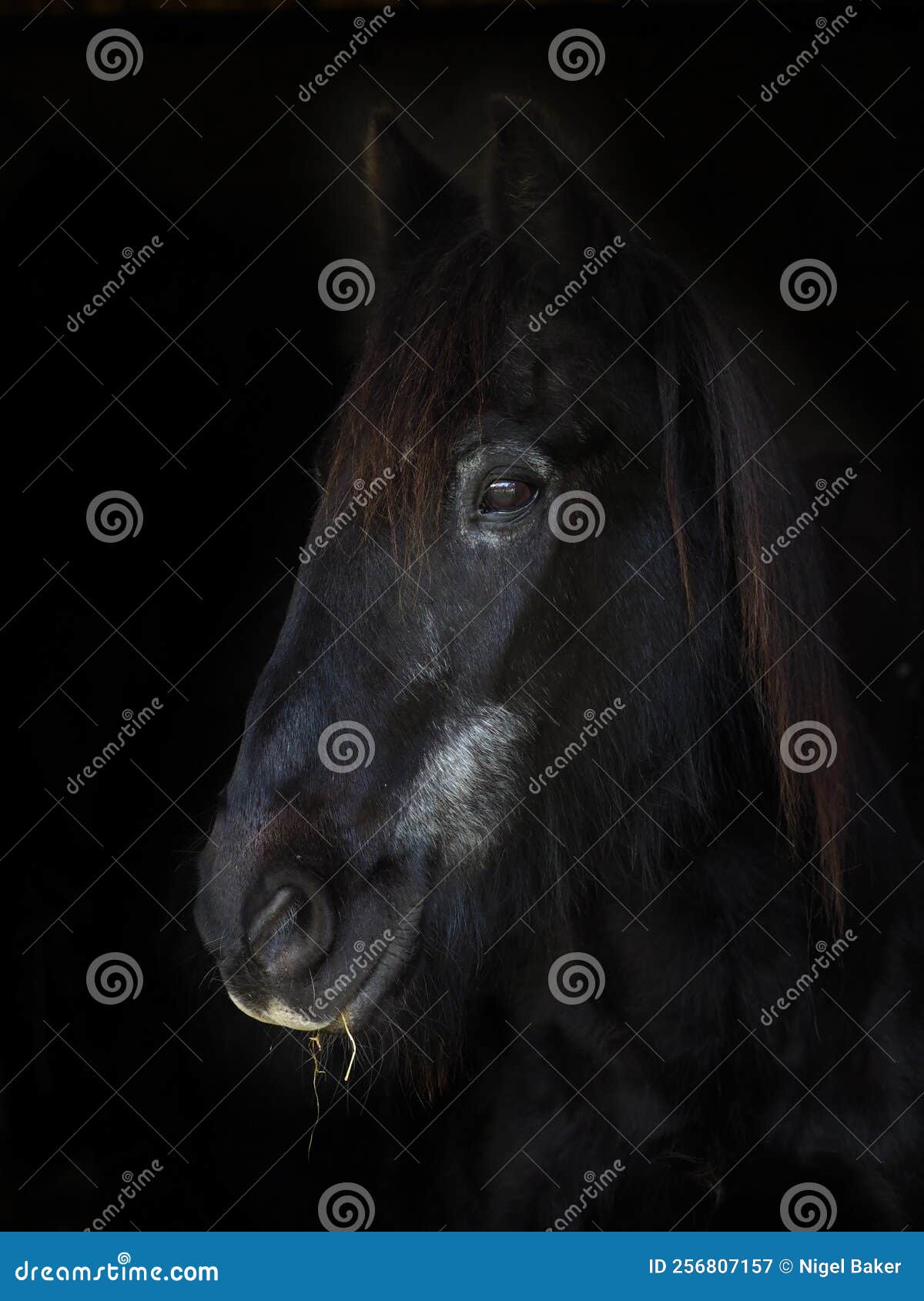 Older Horse Headshot stock image. Image of headshot - 256807157
