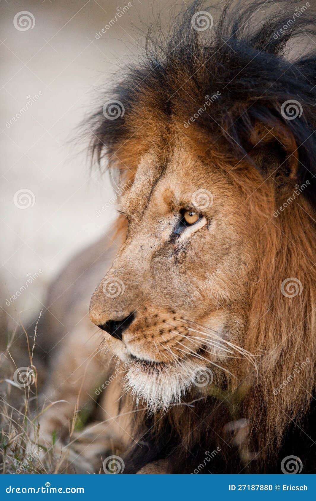 Older male lion stock photo. Image of krugernationalpark - 27187880