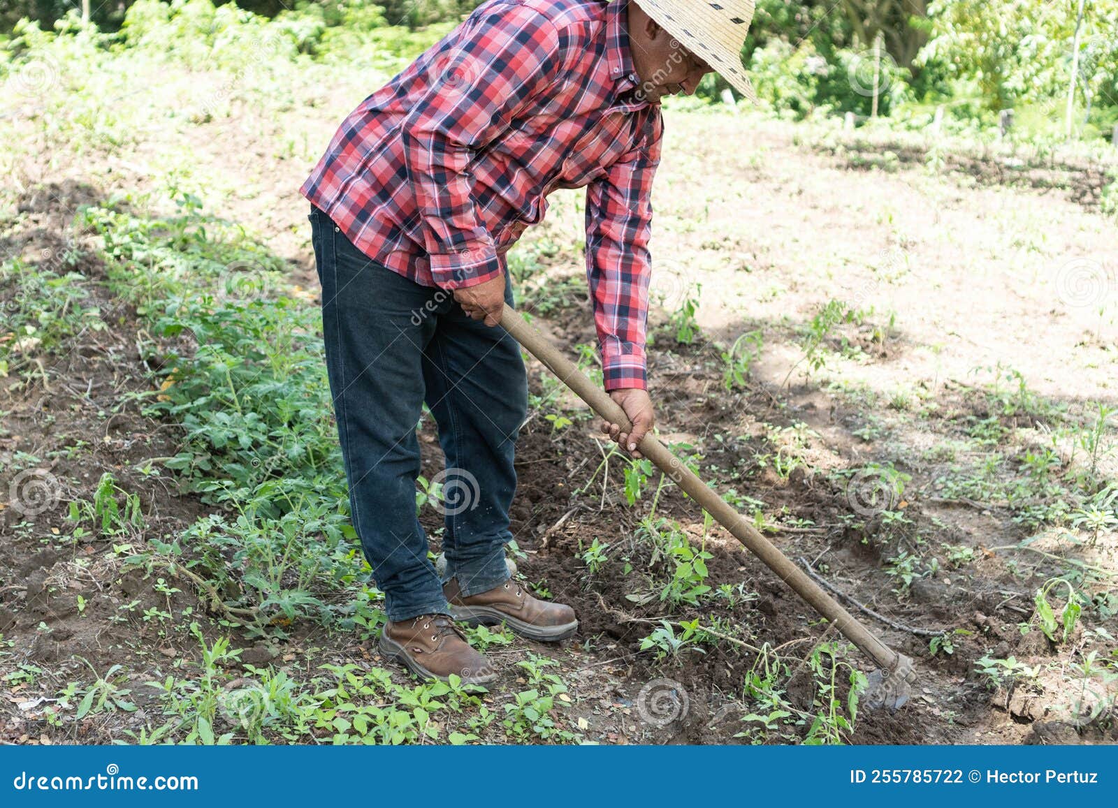 Older man digging in field stock photo. Image of work - 255785722