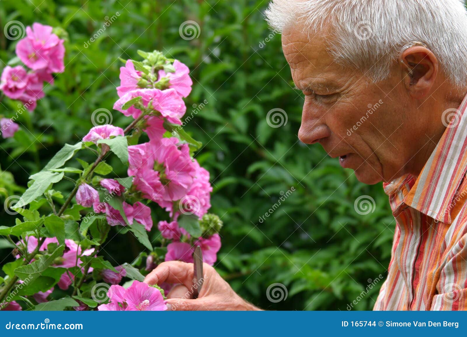 Older man gardening stock photo. Image of people, concentrated - 165744
