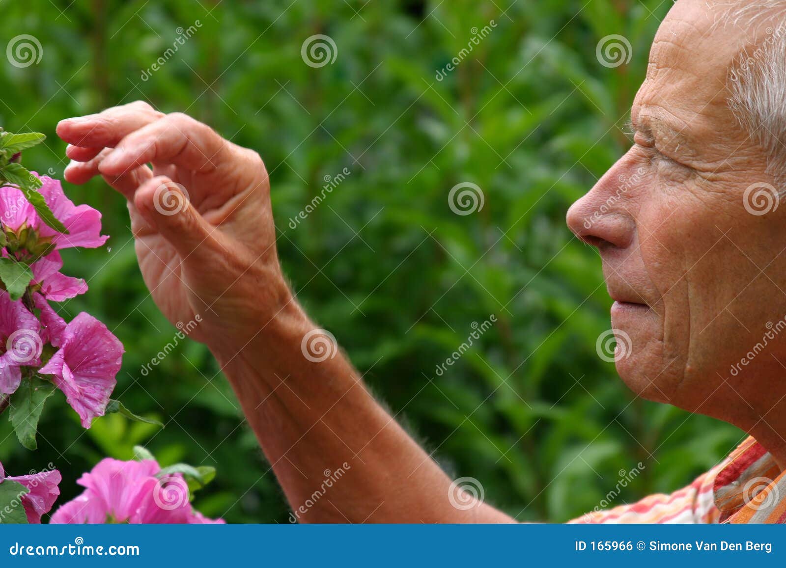 Older man gardening stock photo. Image of people, hobby - 165966