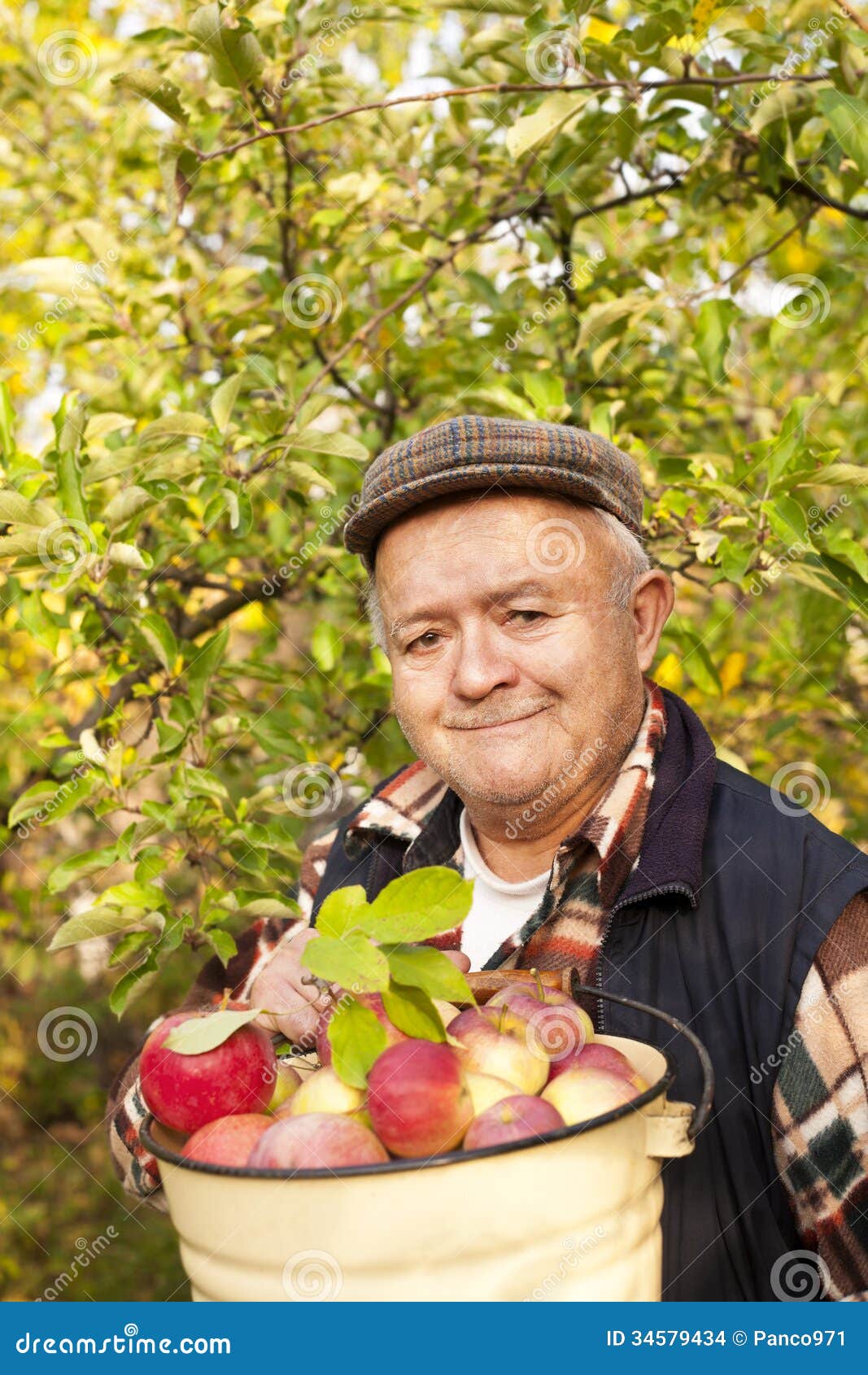 Older man picked apples stock photo. Image of happiness - 34579434