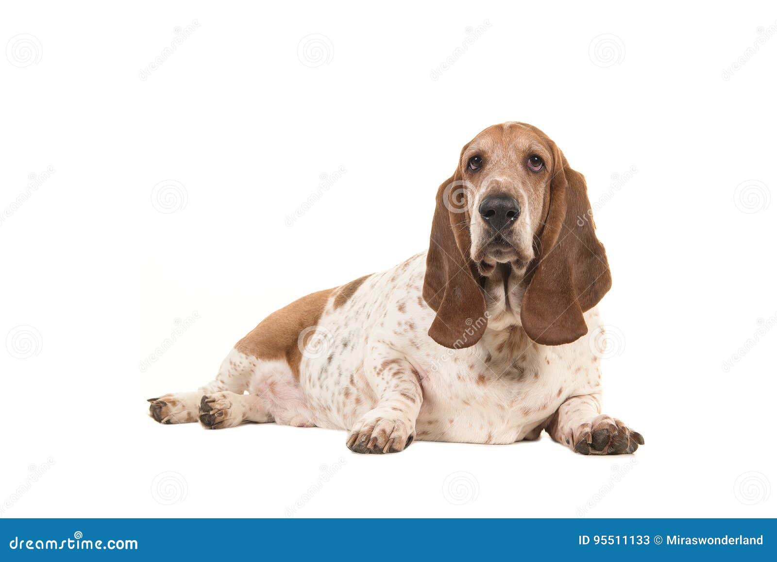 Older Overweight Basset Hound Lying Down Facing The Camera Seen From ...
