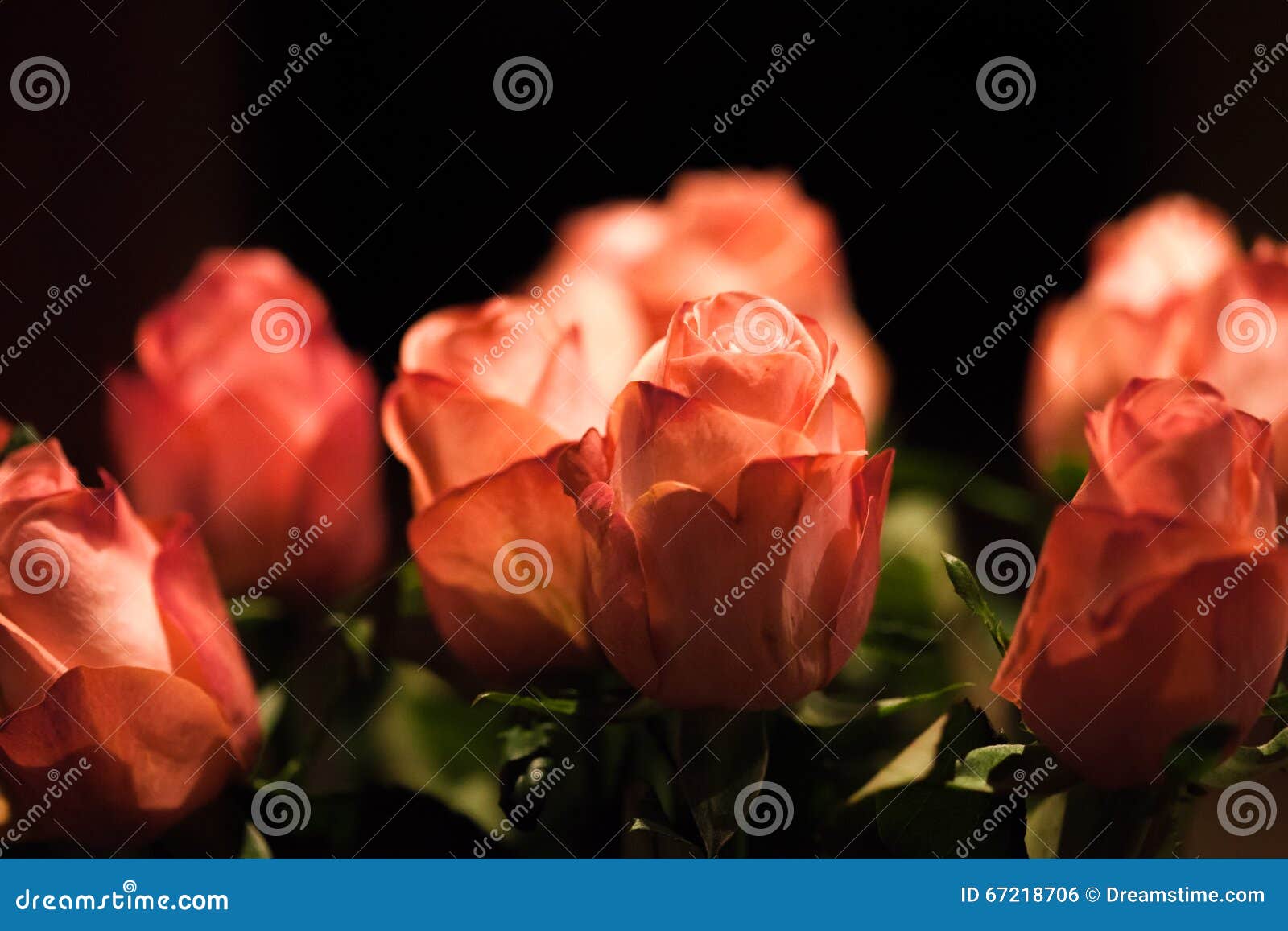 Older red roses stock photo. Image of older, roses, rose - 67218706