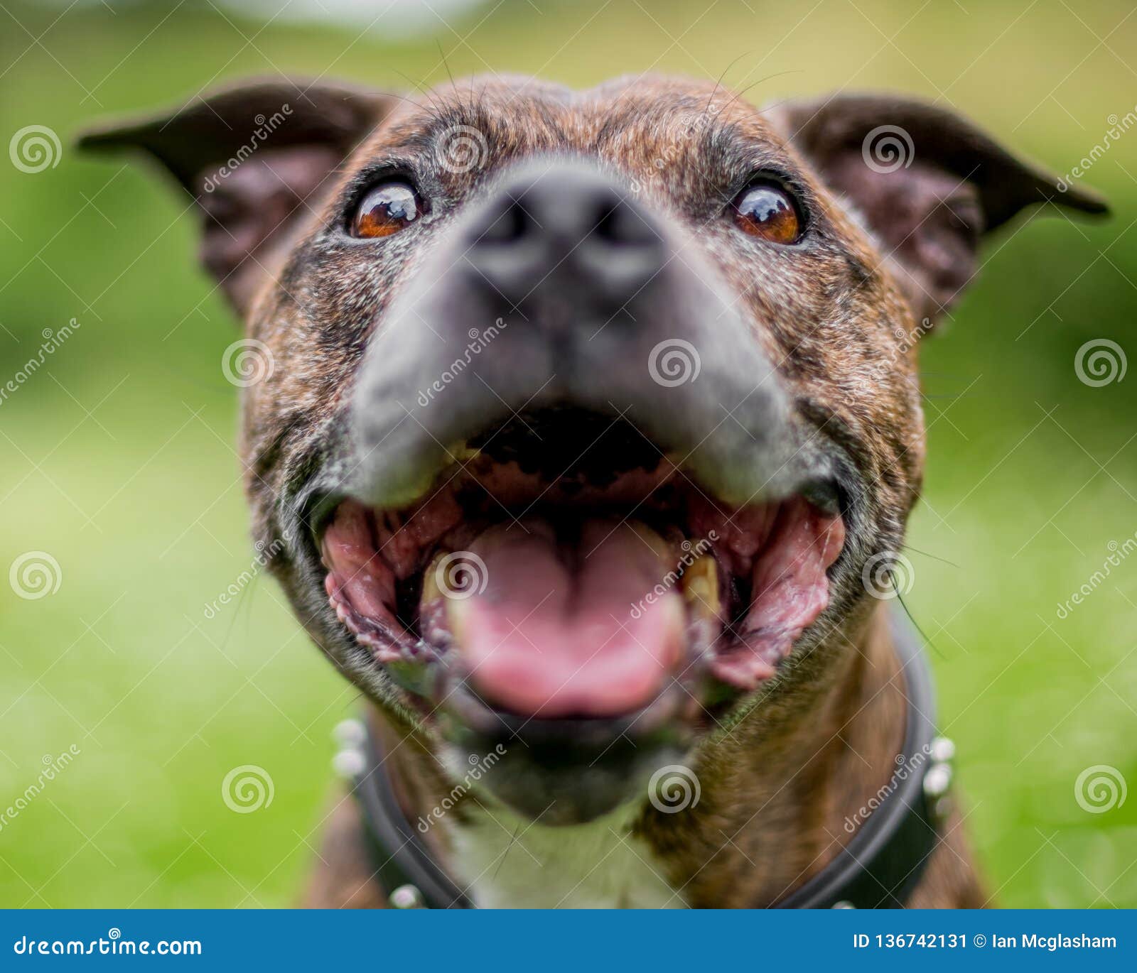 An Older Staffy Portrait Smiling at the Camera Stock Image - Image of ...