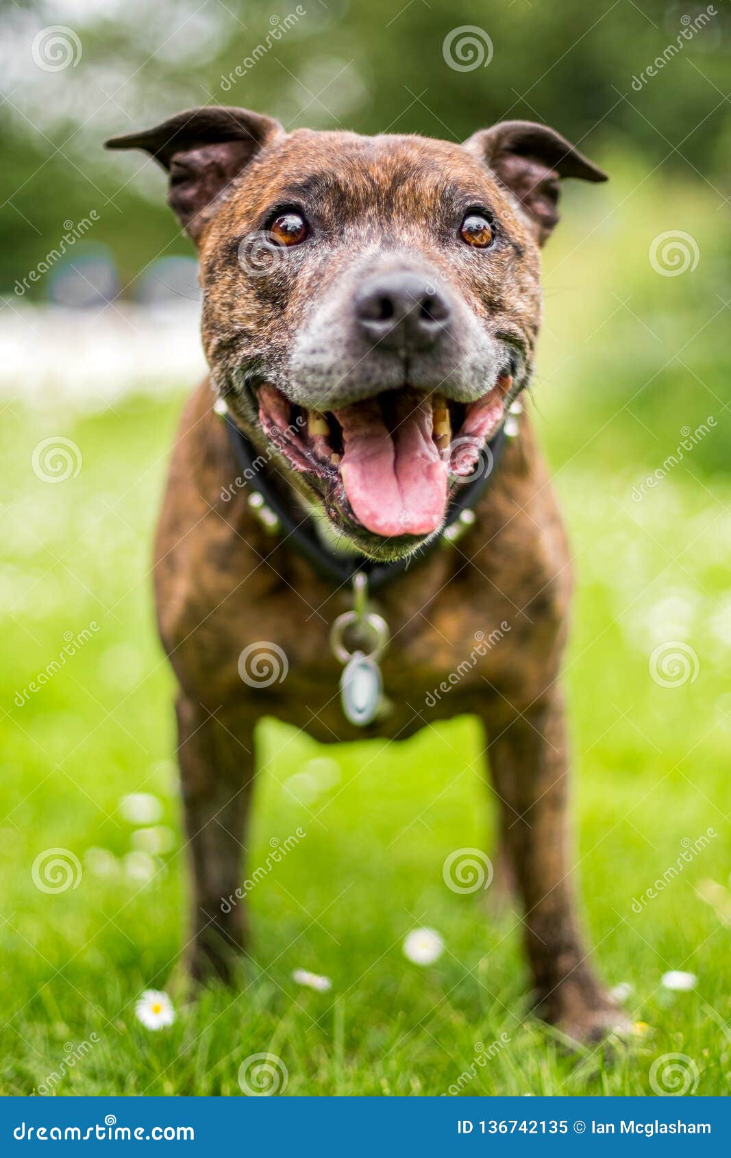 An Older Staffy Standing in a Field Looking at the Camera Stock Image ...