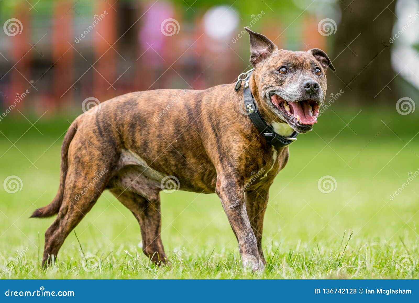 An Older Staffy Standing in a Field Smiling Stock Photo - Image of ...
