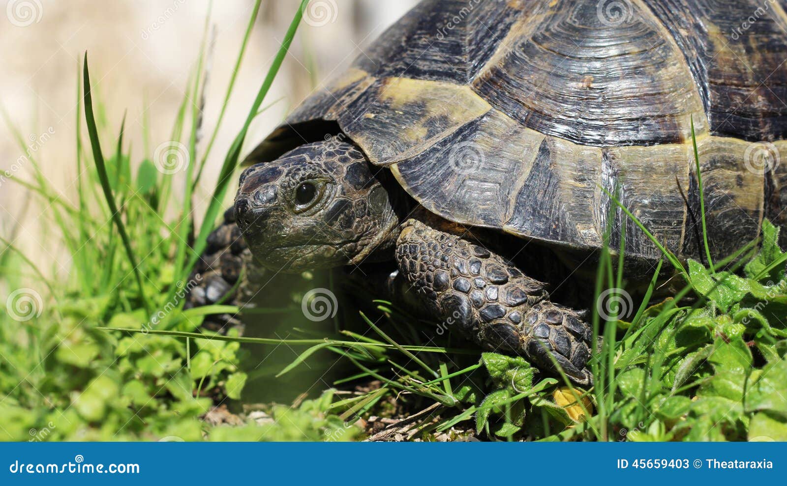 Older turtles stock image. Image of cover, pattern, hard - 45659403