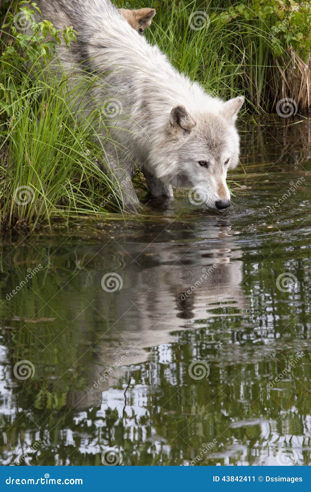 Older Wolf Drinking from River Stock Image - Image of nature, river ...