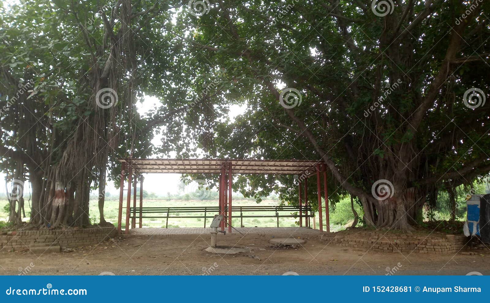 Oldest Banyan Tree stock image. Image of shadow, oldest - 152428681