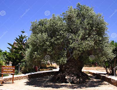 Oldest olive tree editorial image. Image of unique, oldest - 16244845