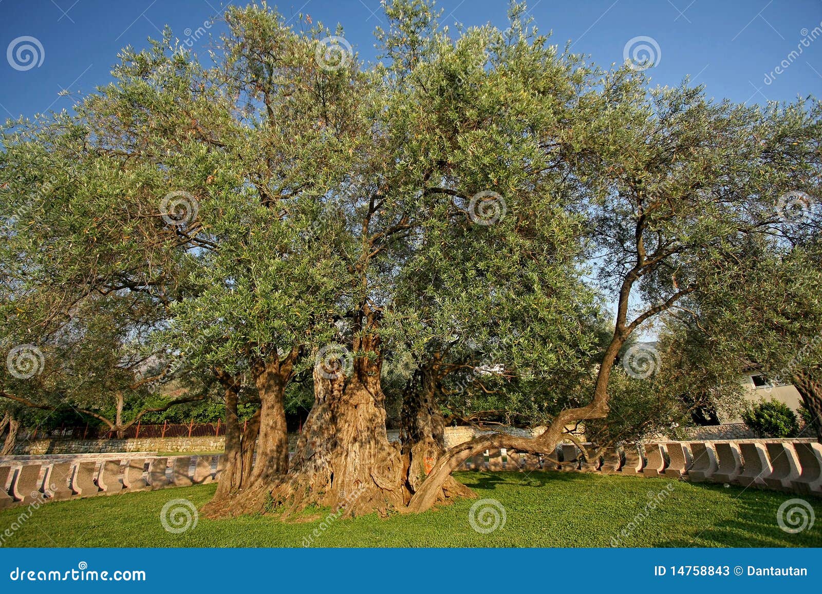 The Oldest Olive Tree in the World Stock Image - Image of mediterranean ...
