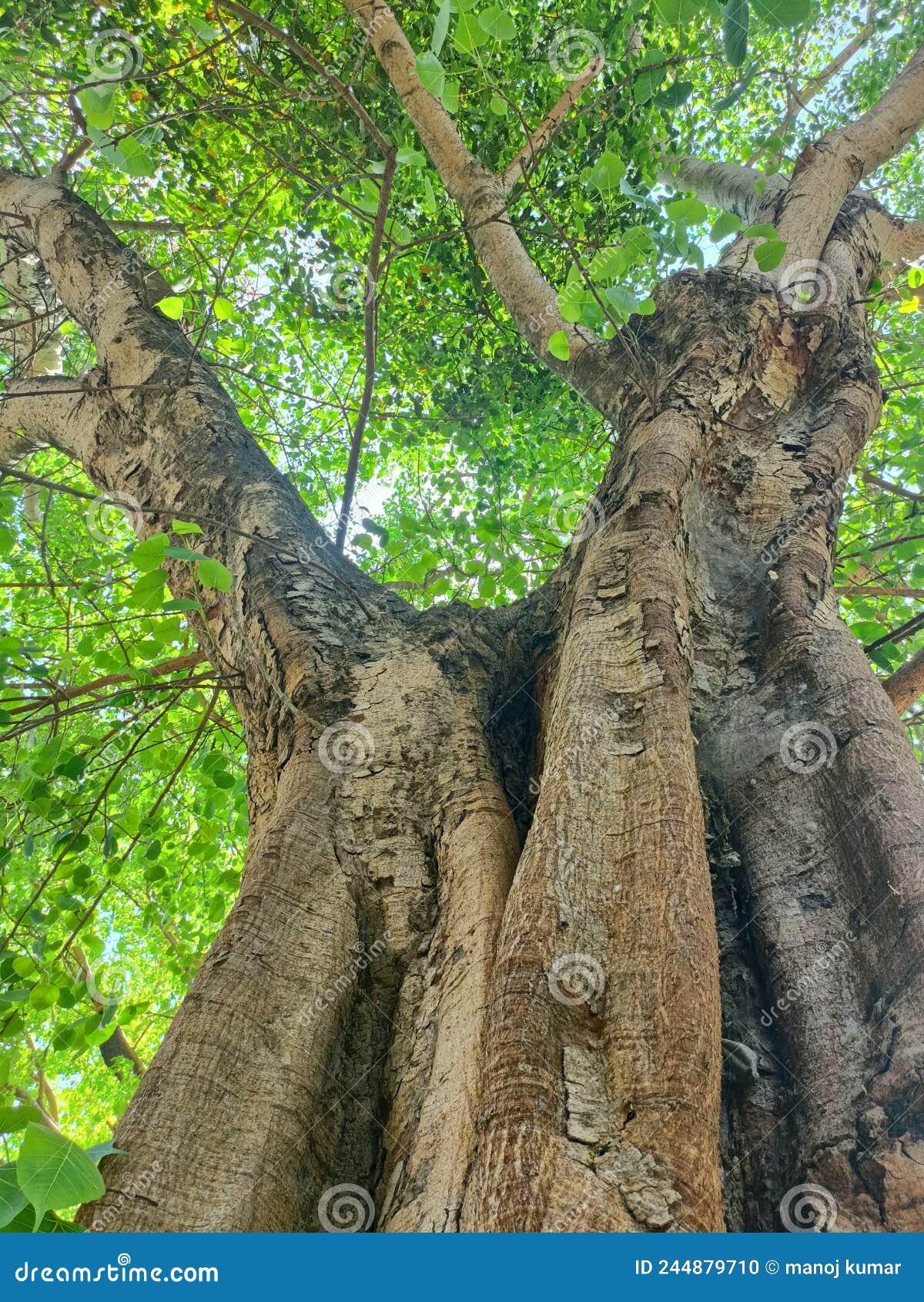 Oldest pipal tree HD stock photo. Image of garden, tree - 244879710