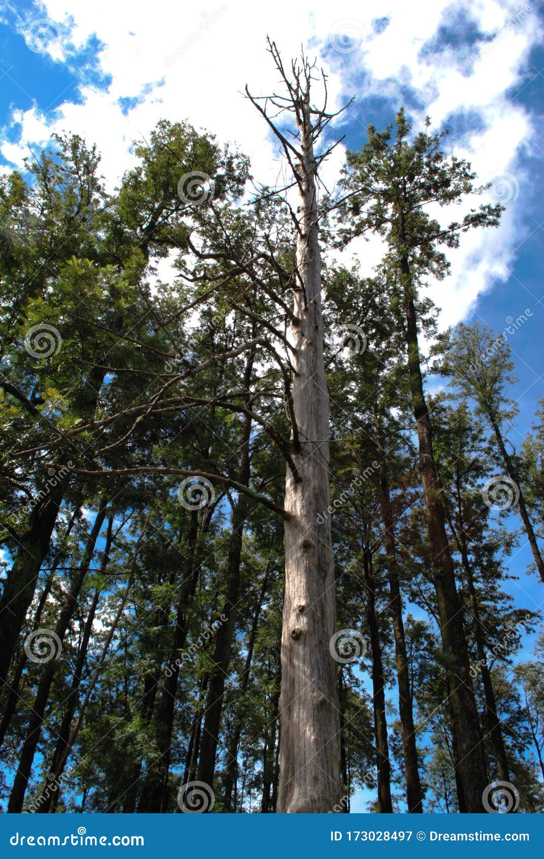 Mother of trees stock image. Image of oldest, spotted - 173028497