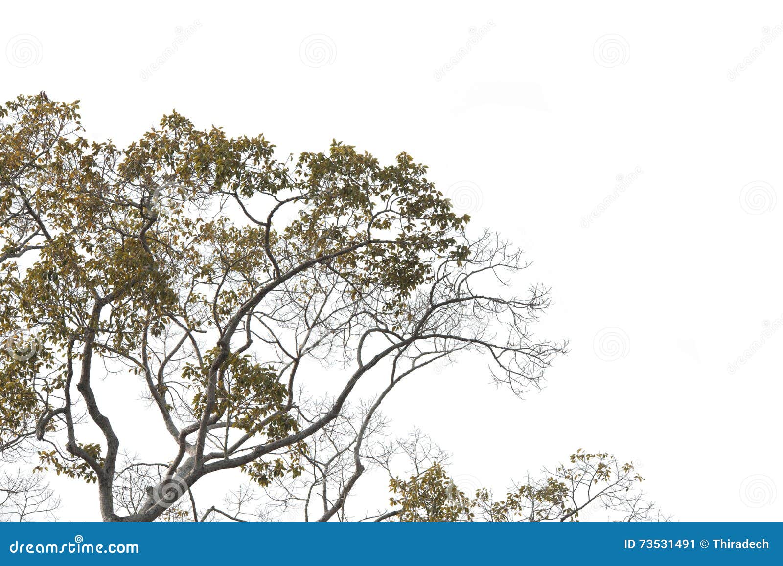 The Oldest Tree Isolated on White Background. Stock Image - Image of ...