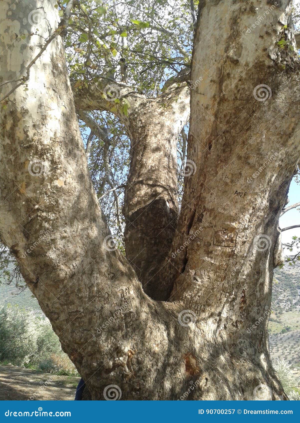 Oldest tree stock image. Image of tree, oldest - 90700257