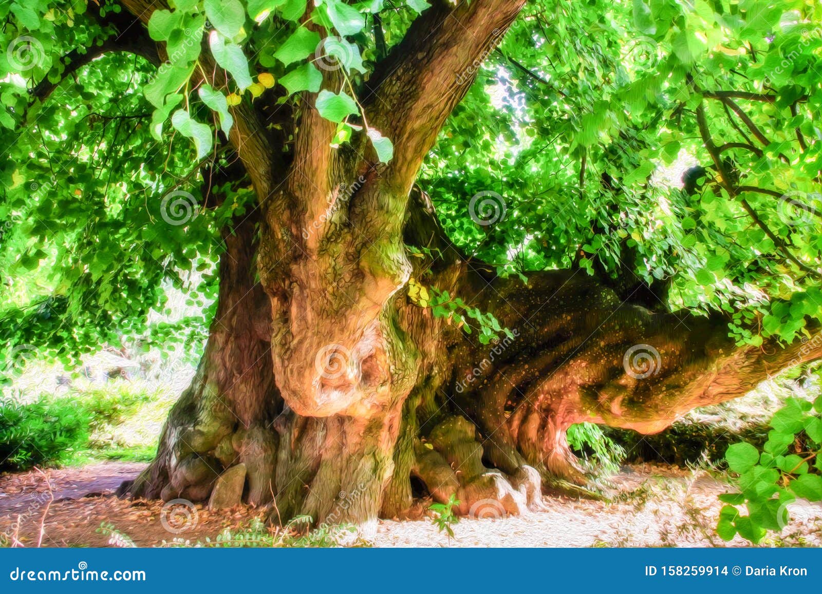 The Oldest Tree that is 1000 Years Old Stock Illustration ...