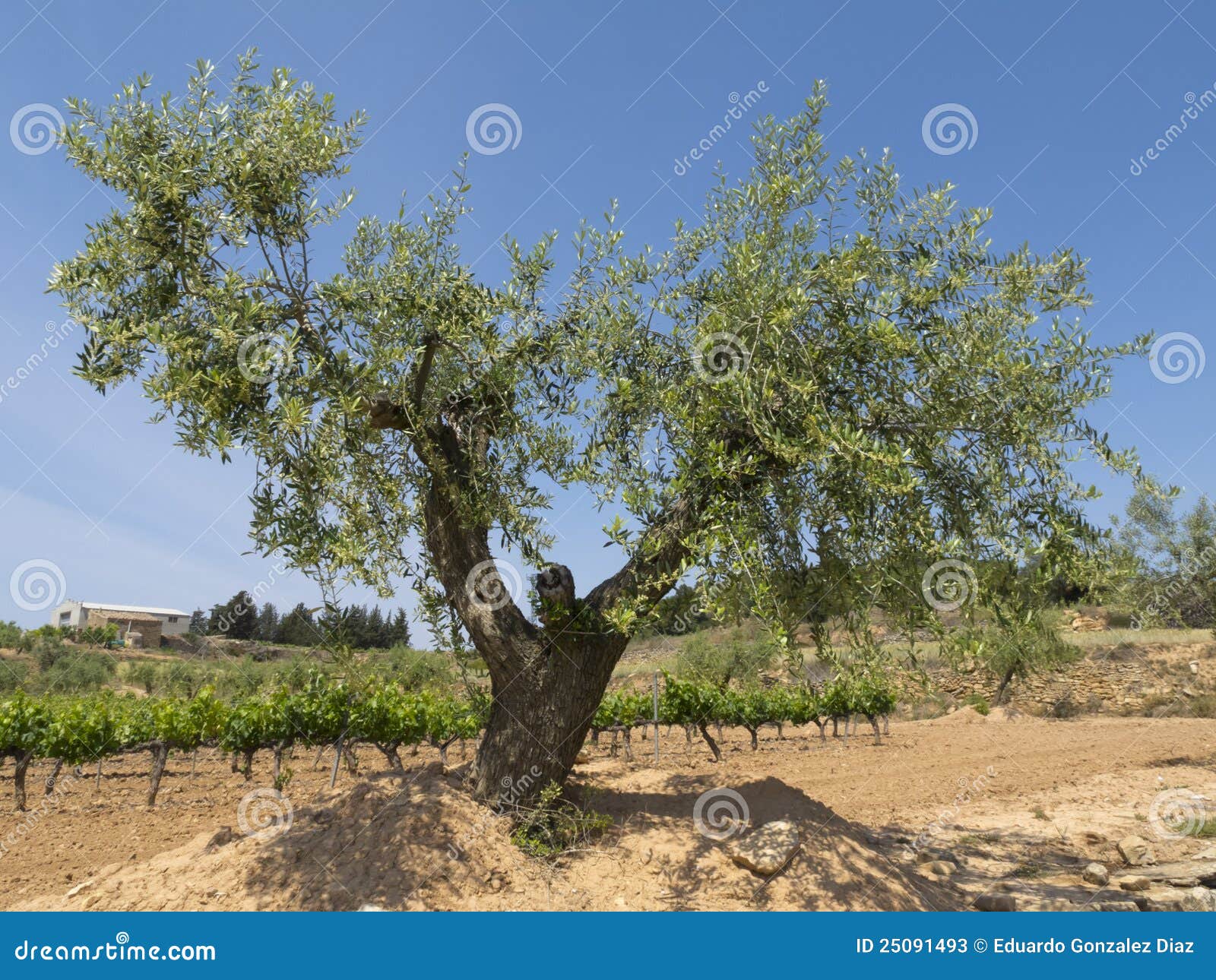 Olea europaea stock image. Image of olea, flower, leaf - 25091493