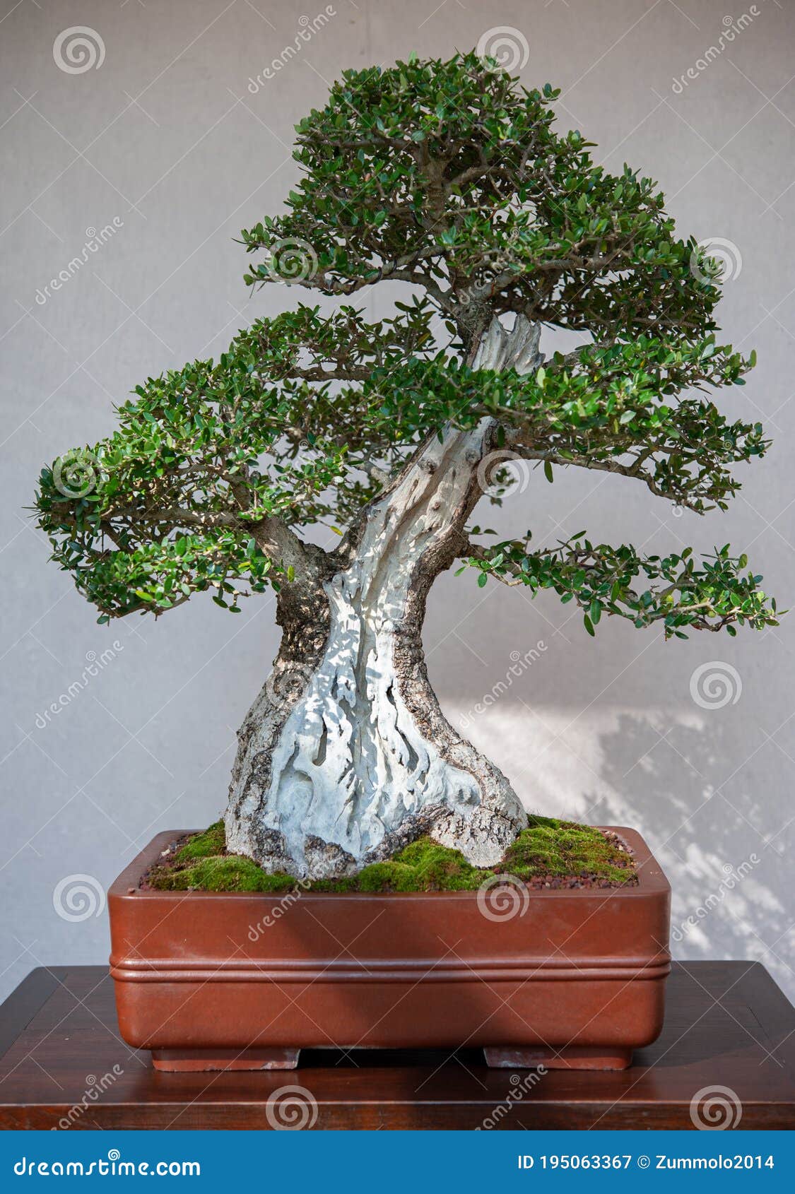 Olea Oleaster Tree Bonsai, in a Square Clay Pot, on a Table. Stock ...