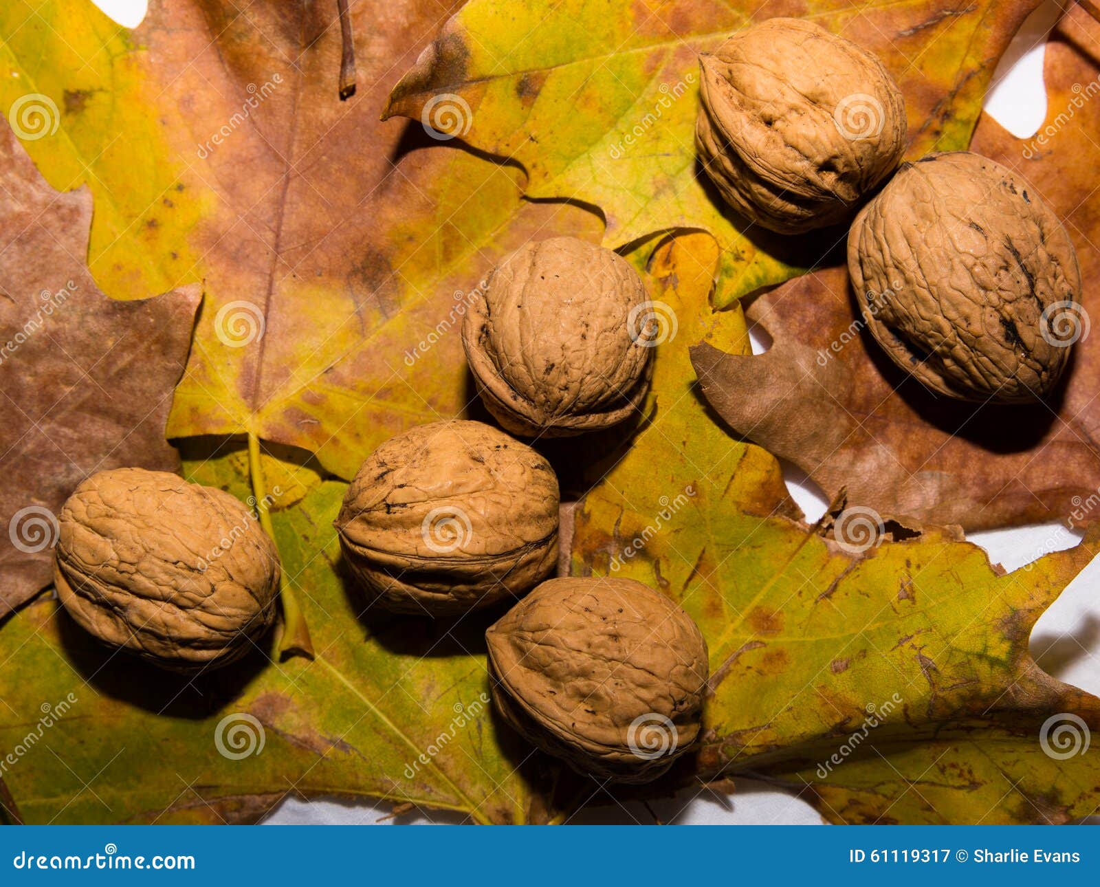 Oleaginous assortment stock image. Image of fruit, magnesium - 61119317