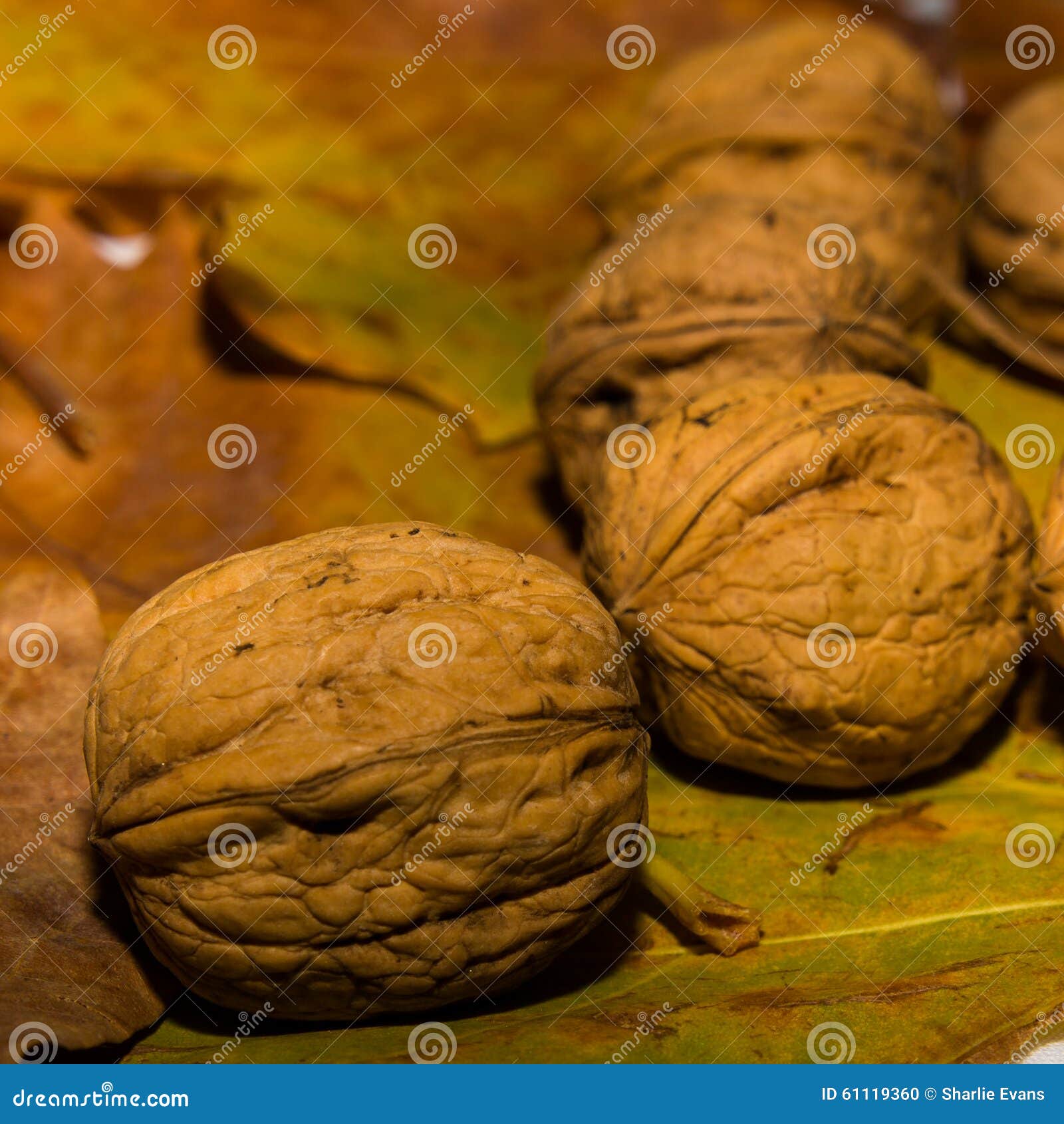 Oleaginous assortment stock photo. Image of leaves, fiber - 61119360