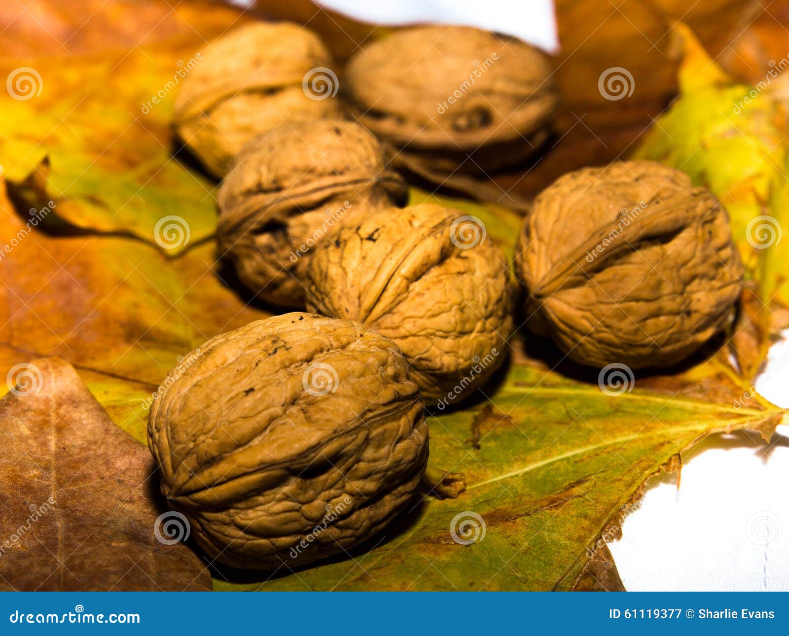 Oleaginous assortment stock image. Image of garden, leaves - 61119377