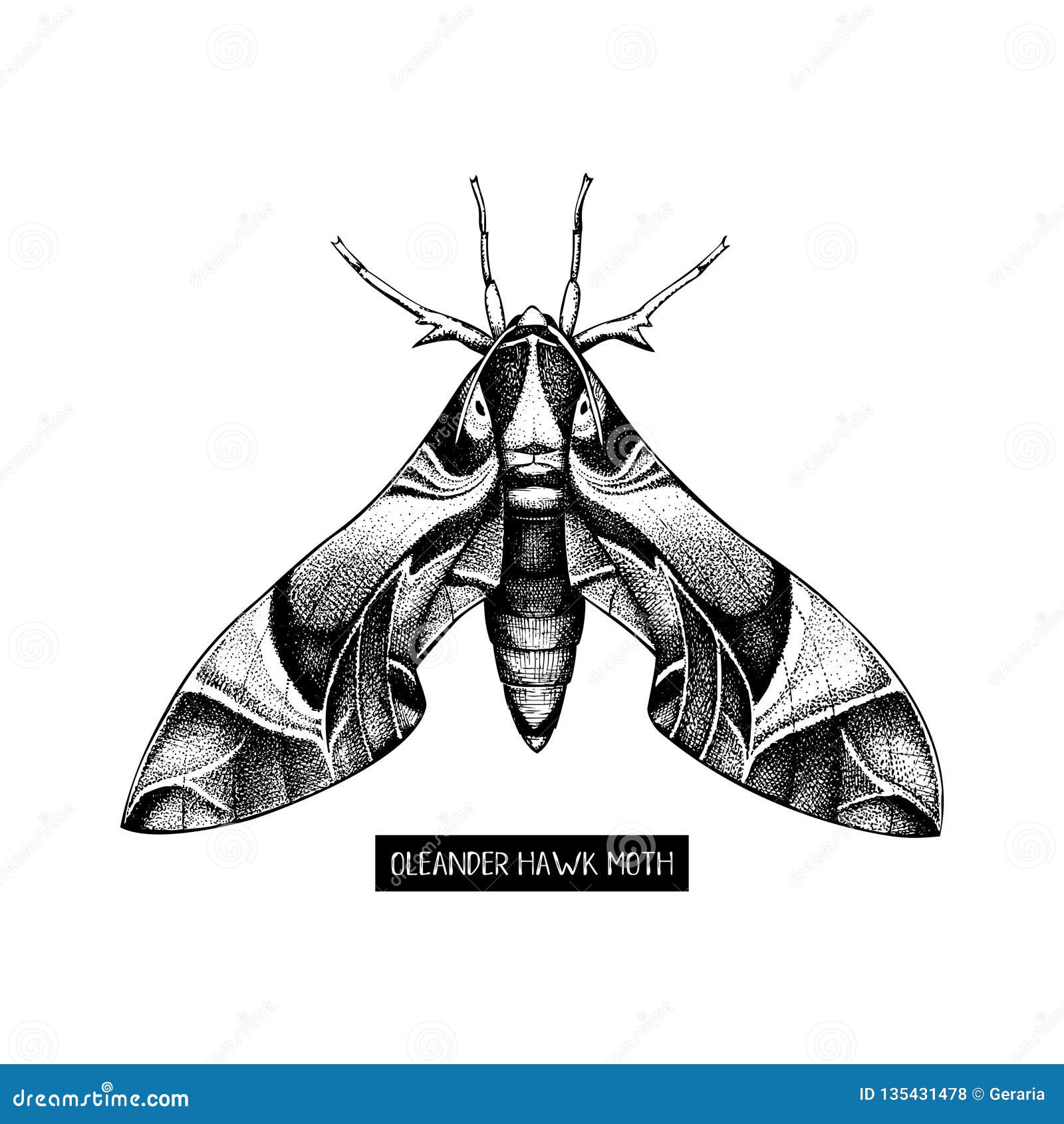 Oleander Hawk Moth Drawing Isolated On White. Vector Illustration Of ...