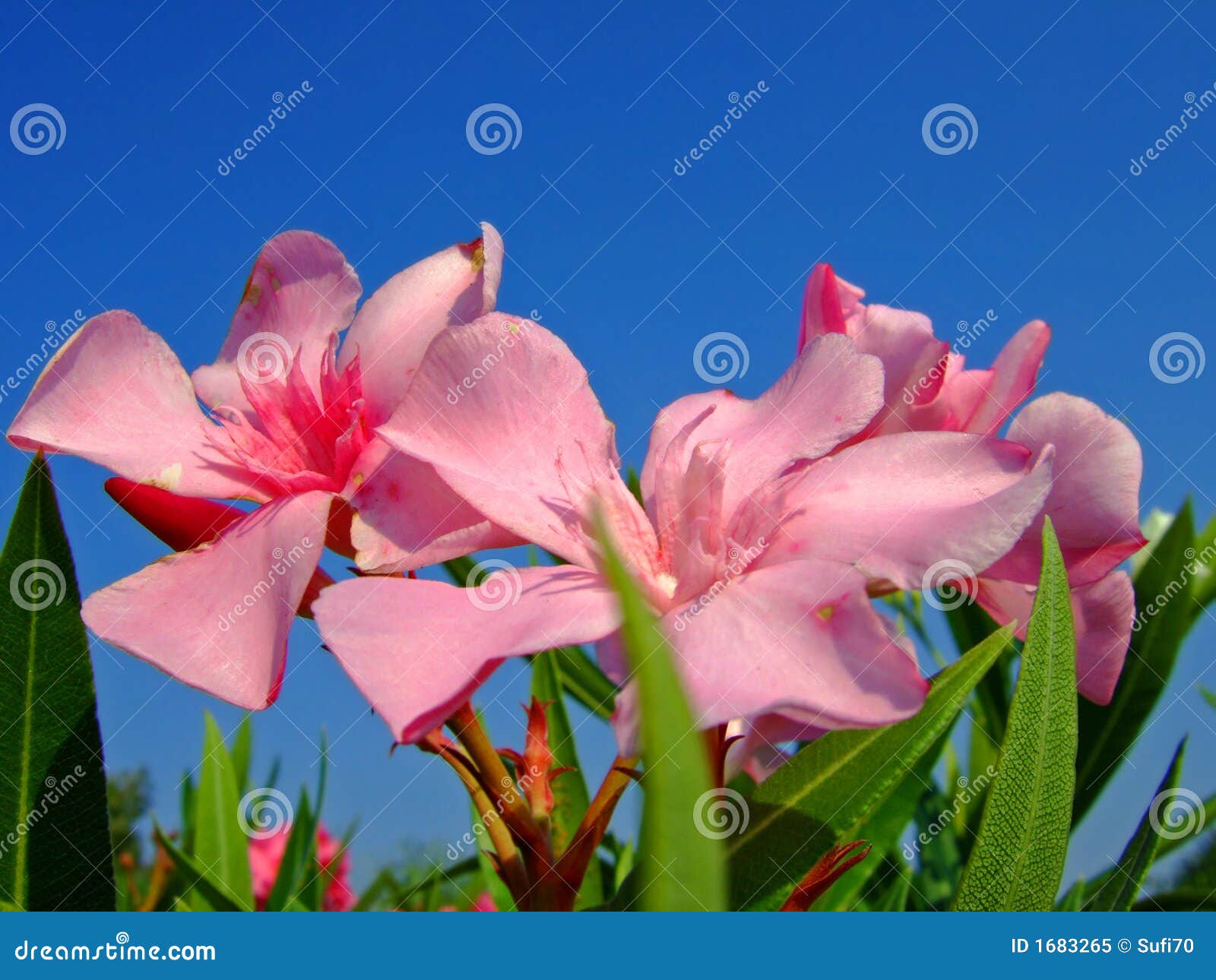 Oleander stock image. Image of pink, flowers, seasonal - 1683265