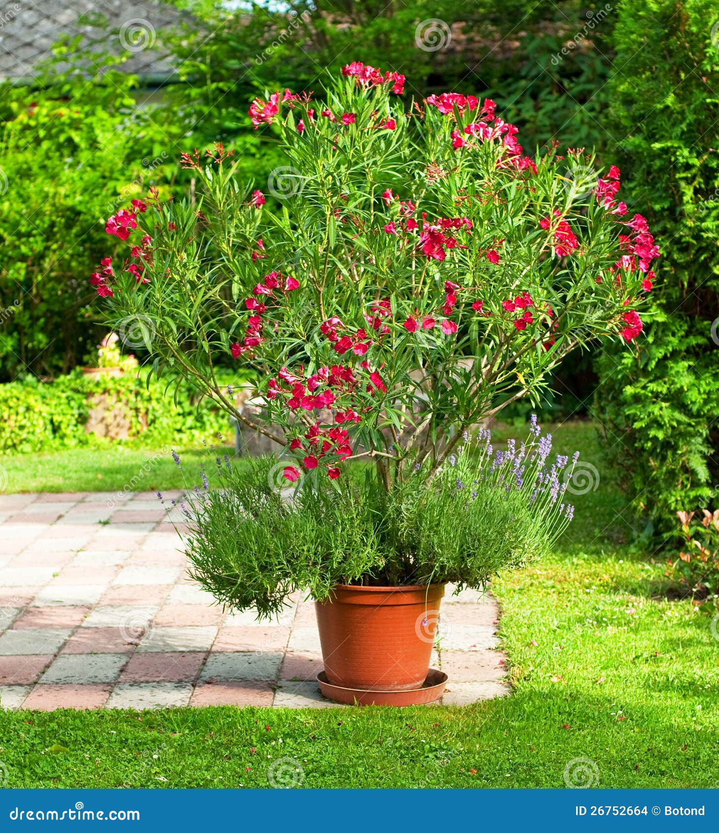 Oleander stock photo. Image of oleander, garden, beauty - 26752664
