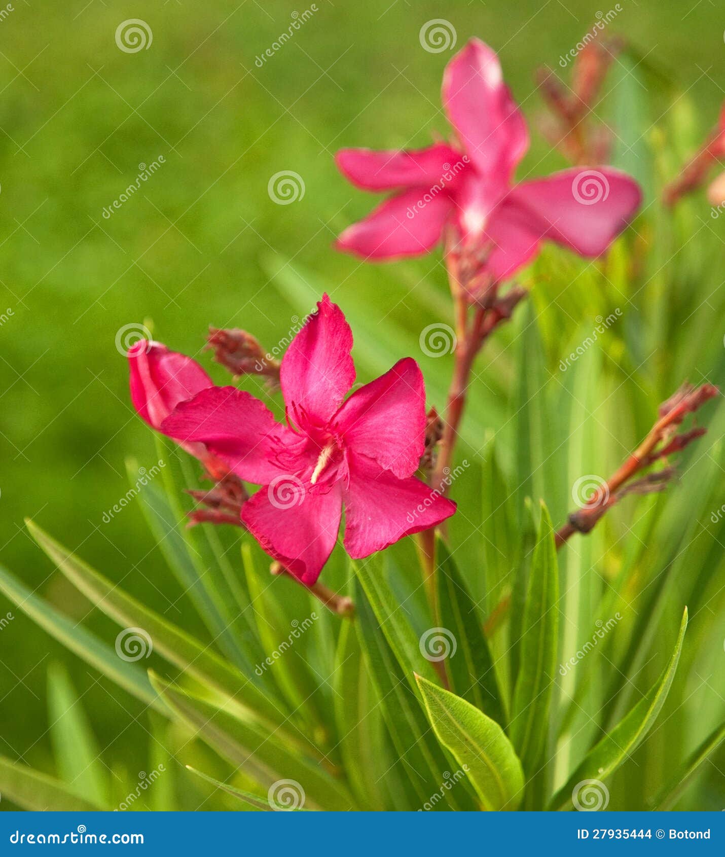 Oleander stock photo. Image of close, nature, park, pretty - 27935444