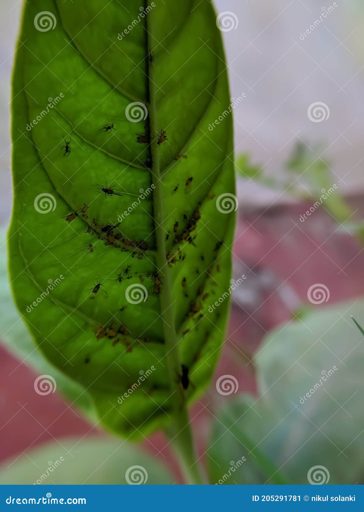 Oleander Aphid Species on Leaf Aphis Nerii Species Small Species Stock ...
