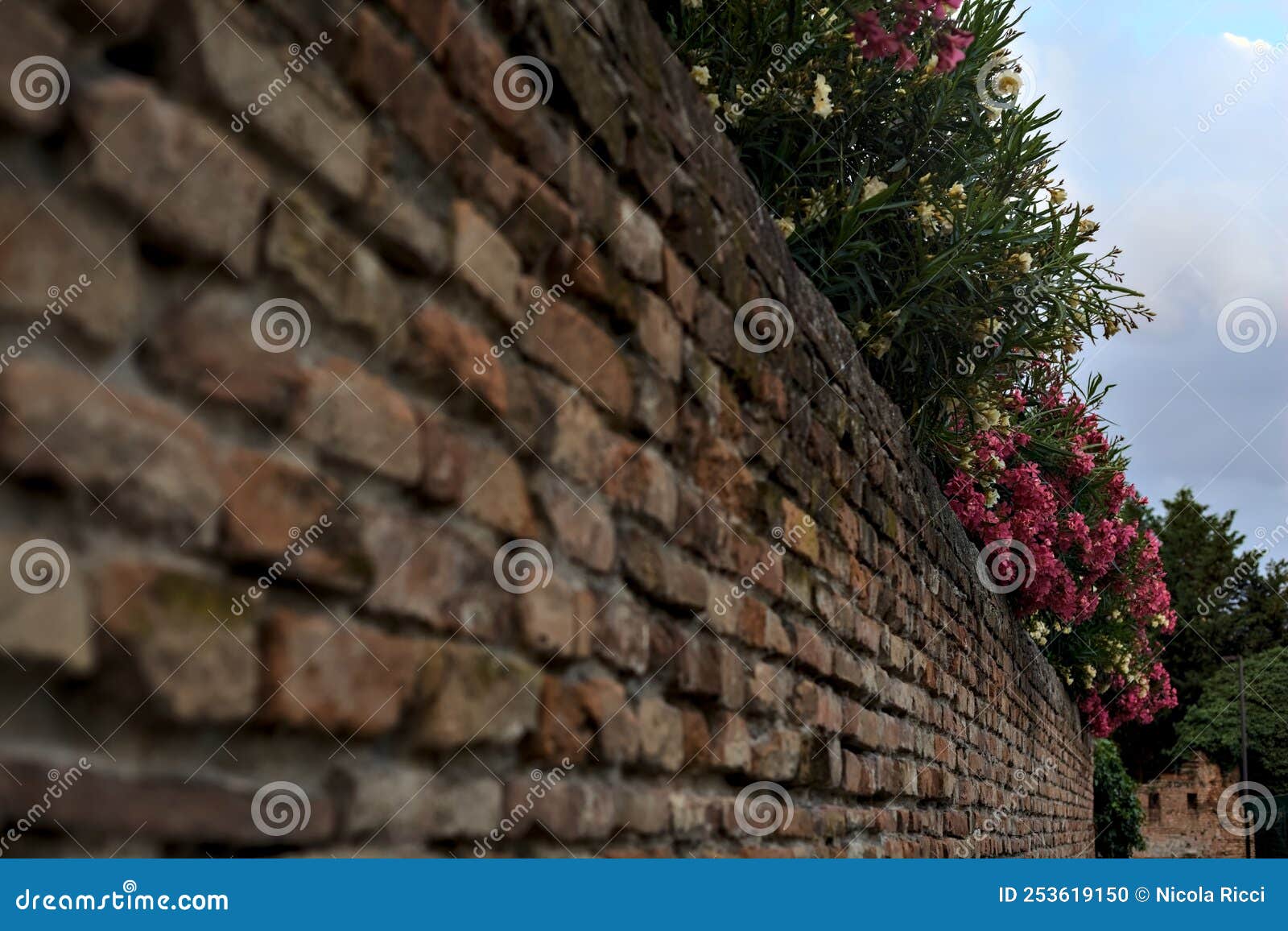 Oleander in Bloom on a Brick Wall Stock Photo - Image of botany, fairy ...