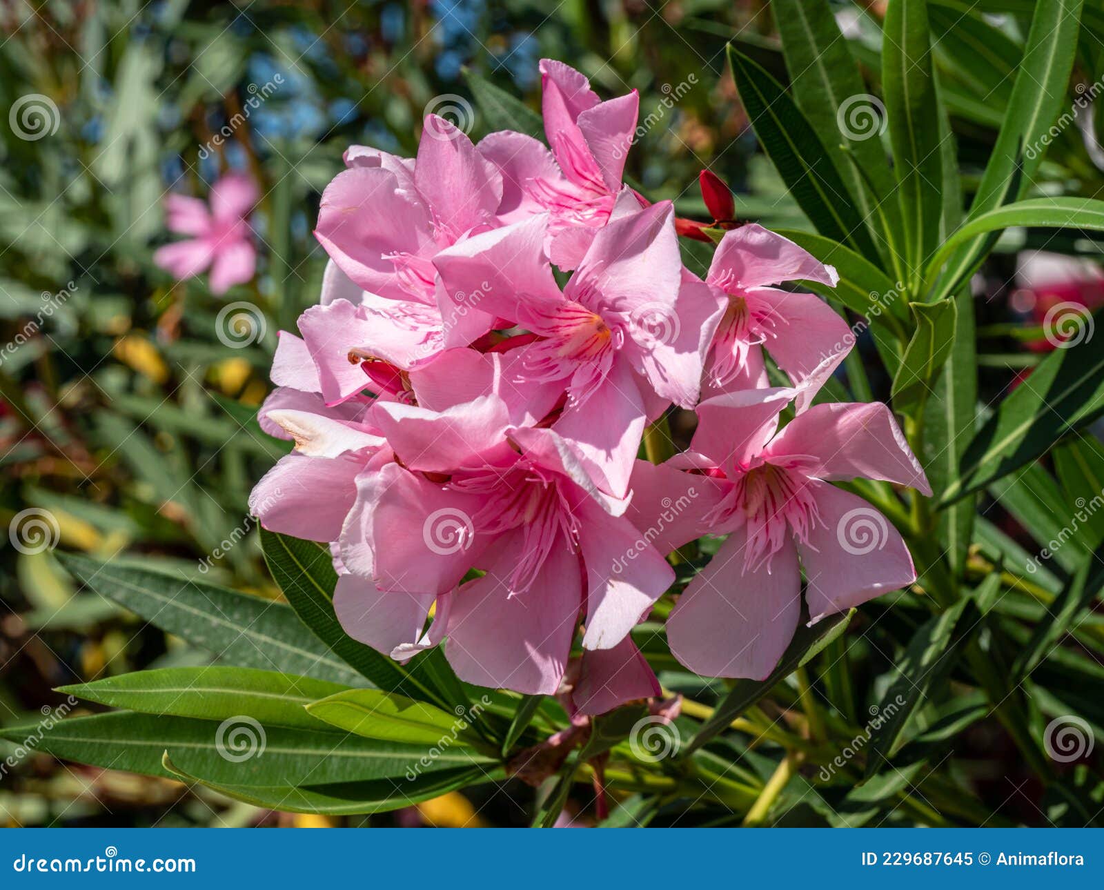 Oleander in Bloom in Summer Stock Image - Image of natural, plant ...