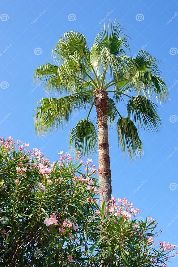 Oleander and palm stock image. Image of oleander, blossom - 349239625