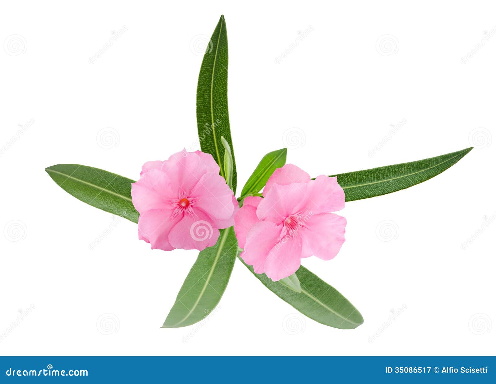 Oleander branch stock image. Image of nerium, oleander - 35086517