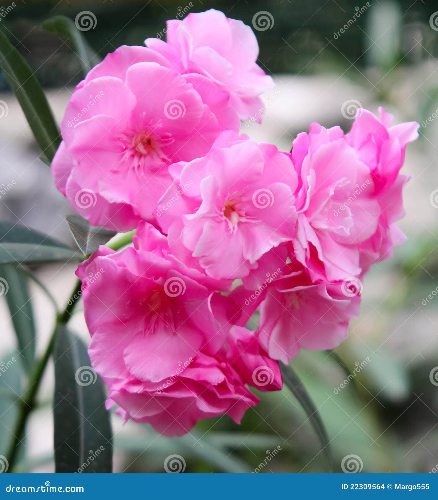Oleander flower stock photo. Image of blossom, bloom - 22309564