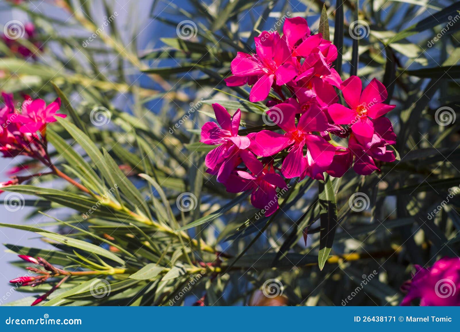 Oleander flower stock image. Image of macro, background - 26438171