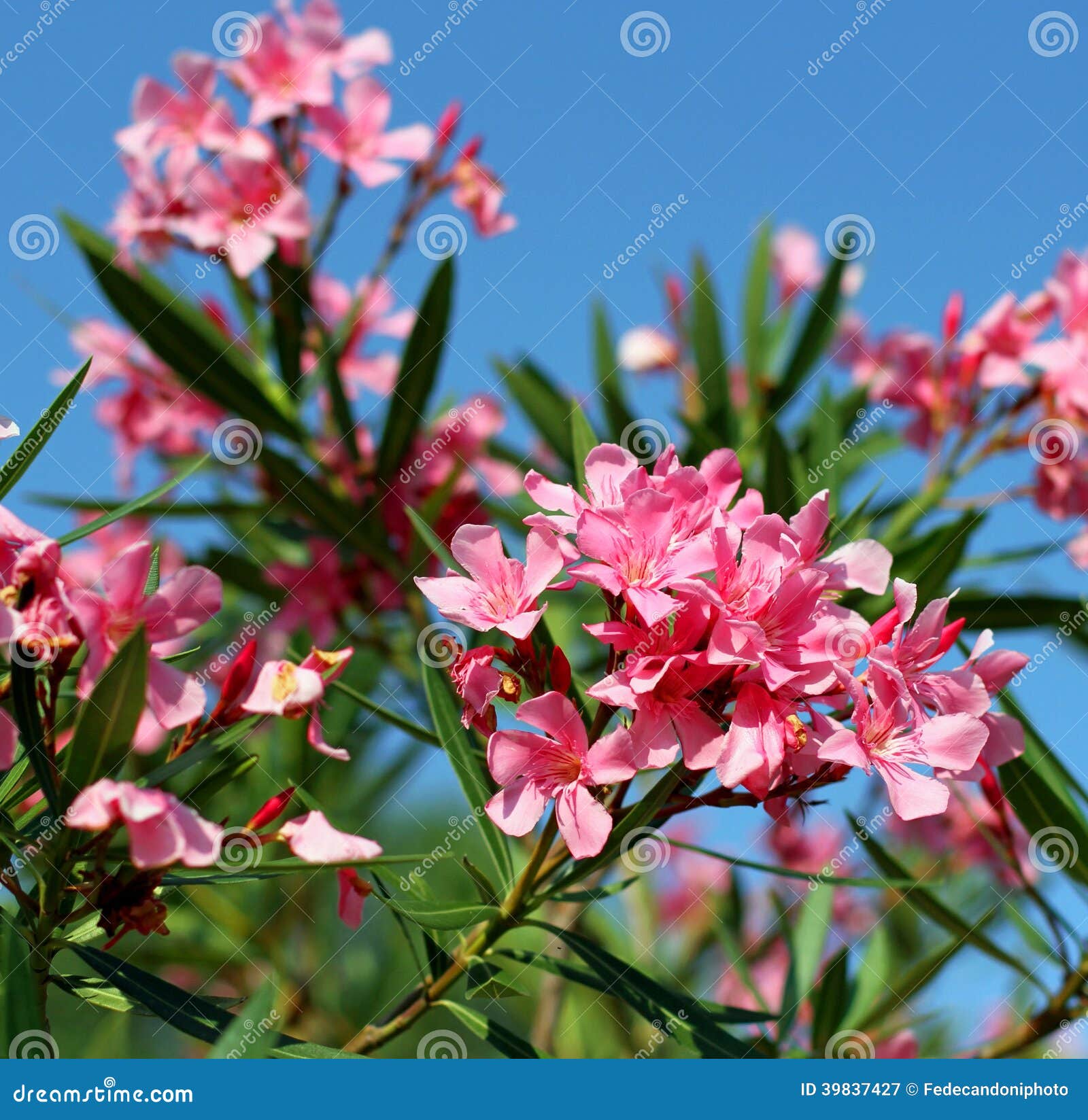 Flower, Flora, Plant, Petal, Close Up, Annual Plant, Macro Photography ...