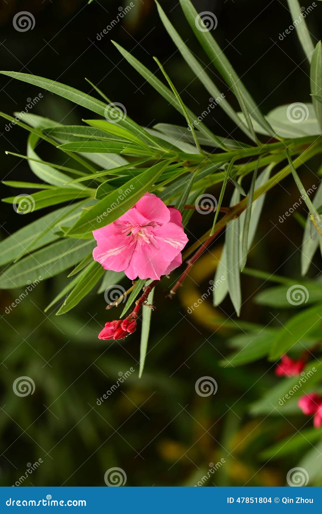 The Oleander Flower in Full Bloom in Autumn. Stock Photo - Image of ...