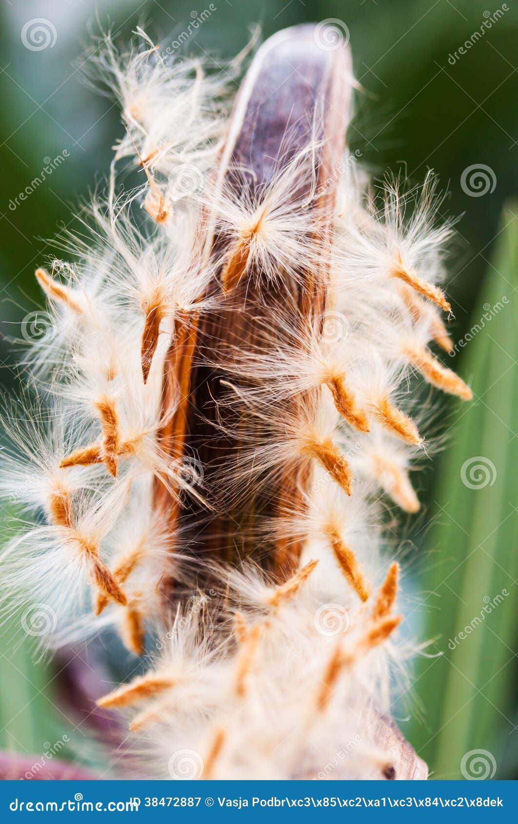 Open Seed Pod From Milkweed Plant Stock Photo | CartoonDealer.com ...