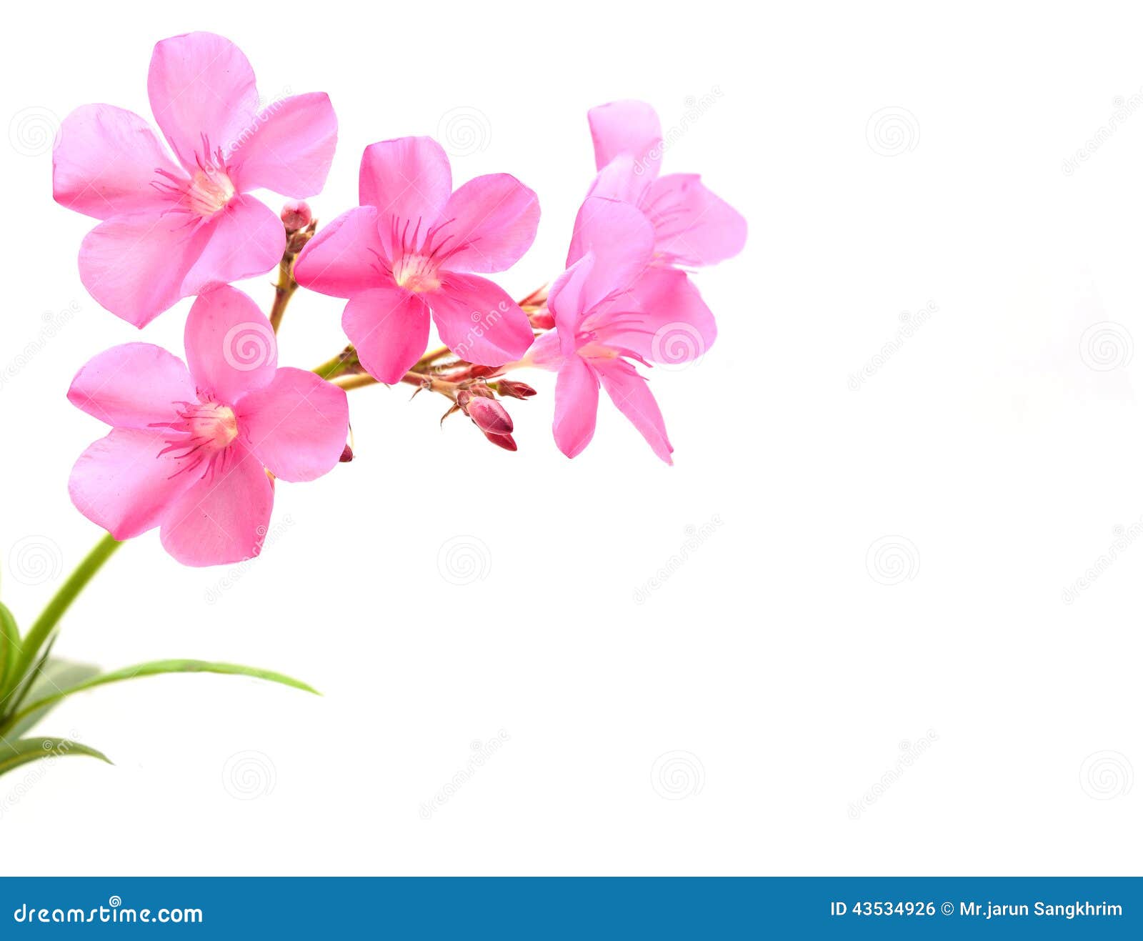 Oleander Flower On Transparent Background Royalty-Free Stock ...