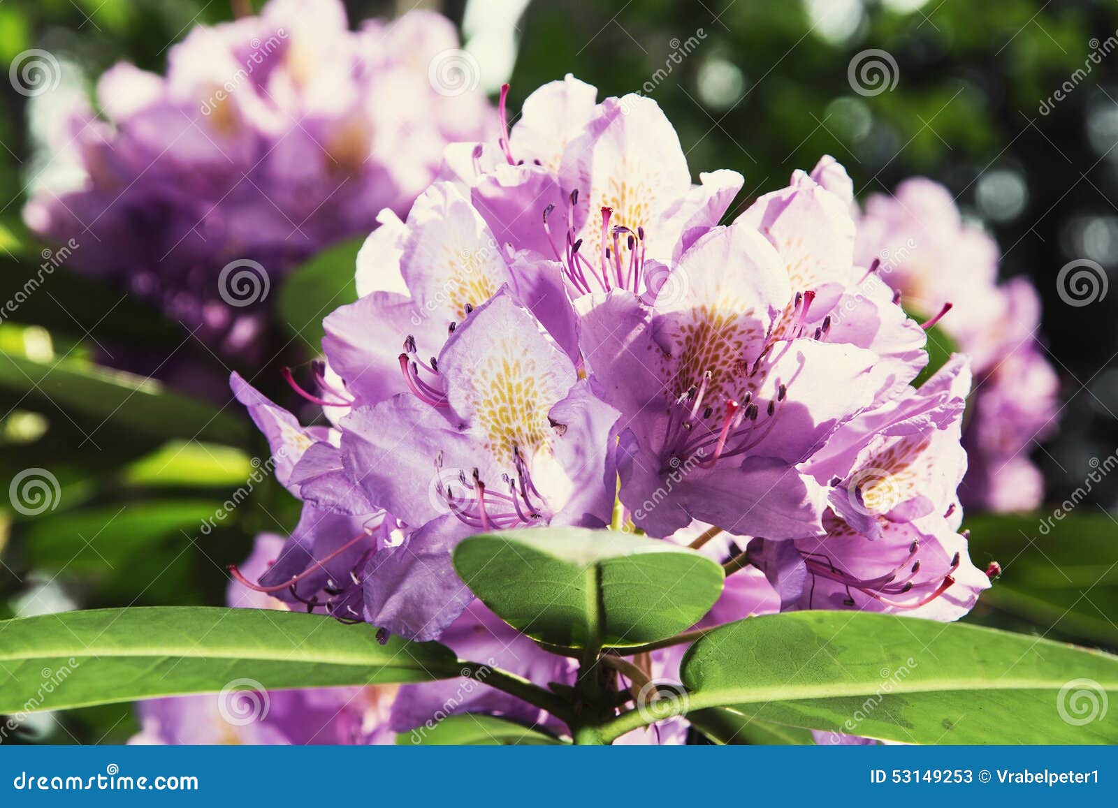 Oleander flower stock image. Image of freshness, gardening - 53149253