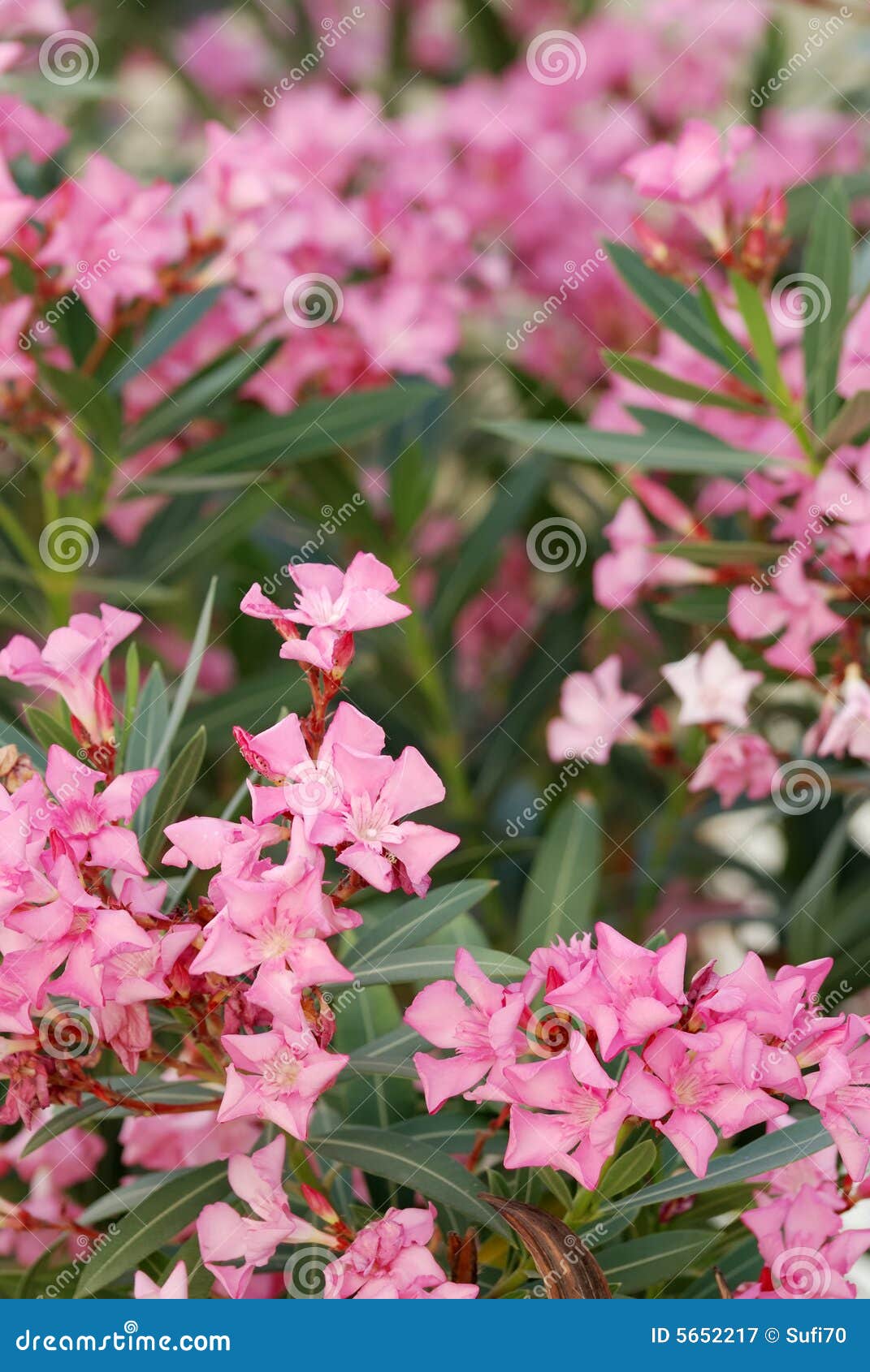 Oleander flowers stock image. Image of nature, seasonal - 5652217