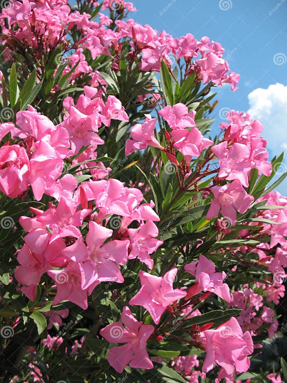 Oleander flowers stock photo. Image of pink, beautiful - 5747534