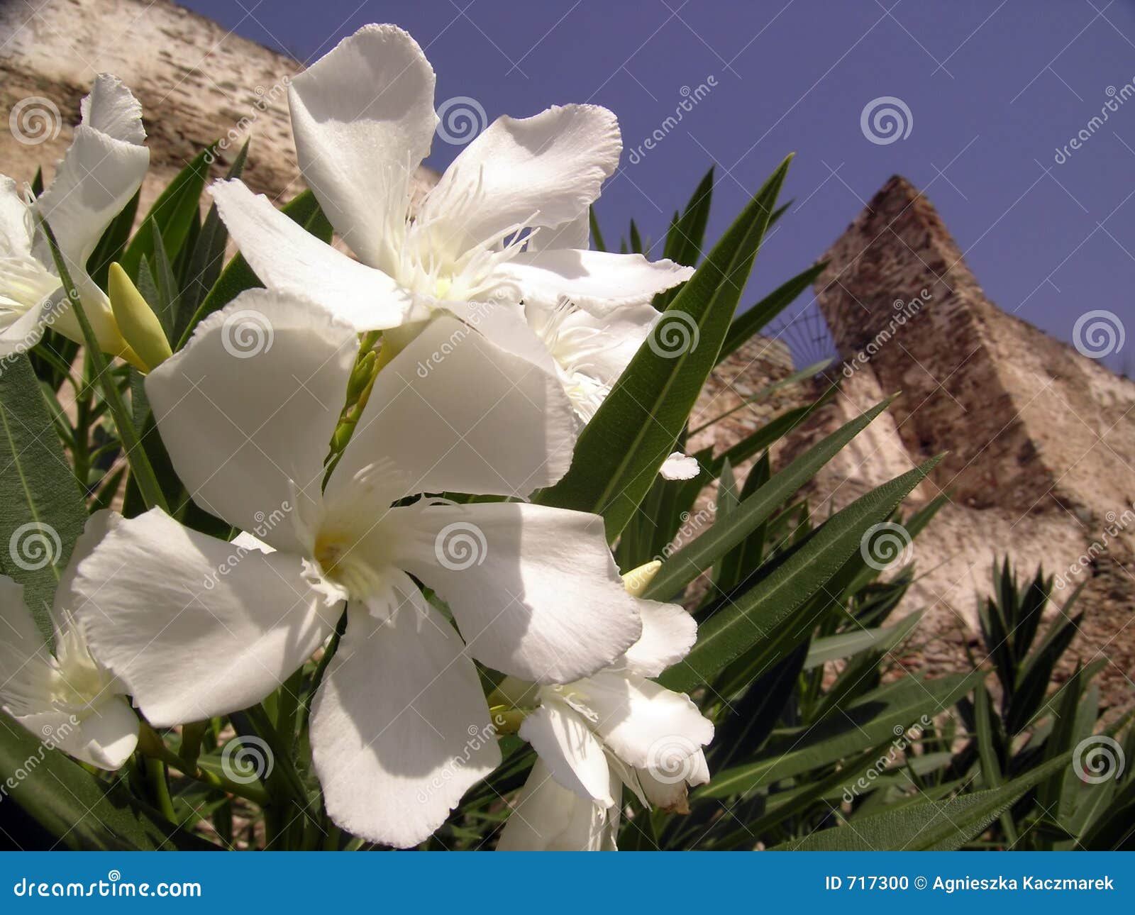 Oleanders, A Poisonous Evergreen Old World Shrub That Is Widely Grown ...